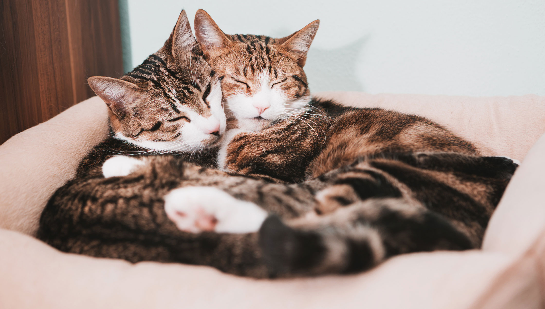 Loyalty Rewards - Taconic Veterinary Center