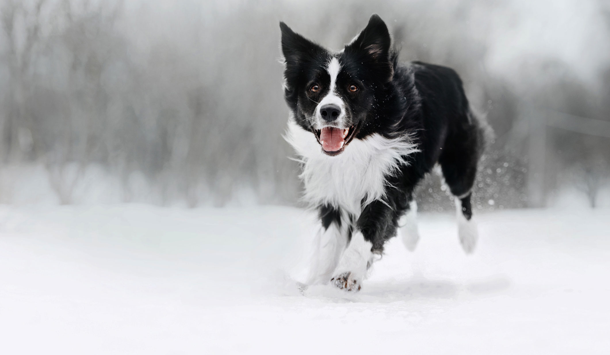 Pet Microchipping Services at Taconic Veterinary Center