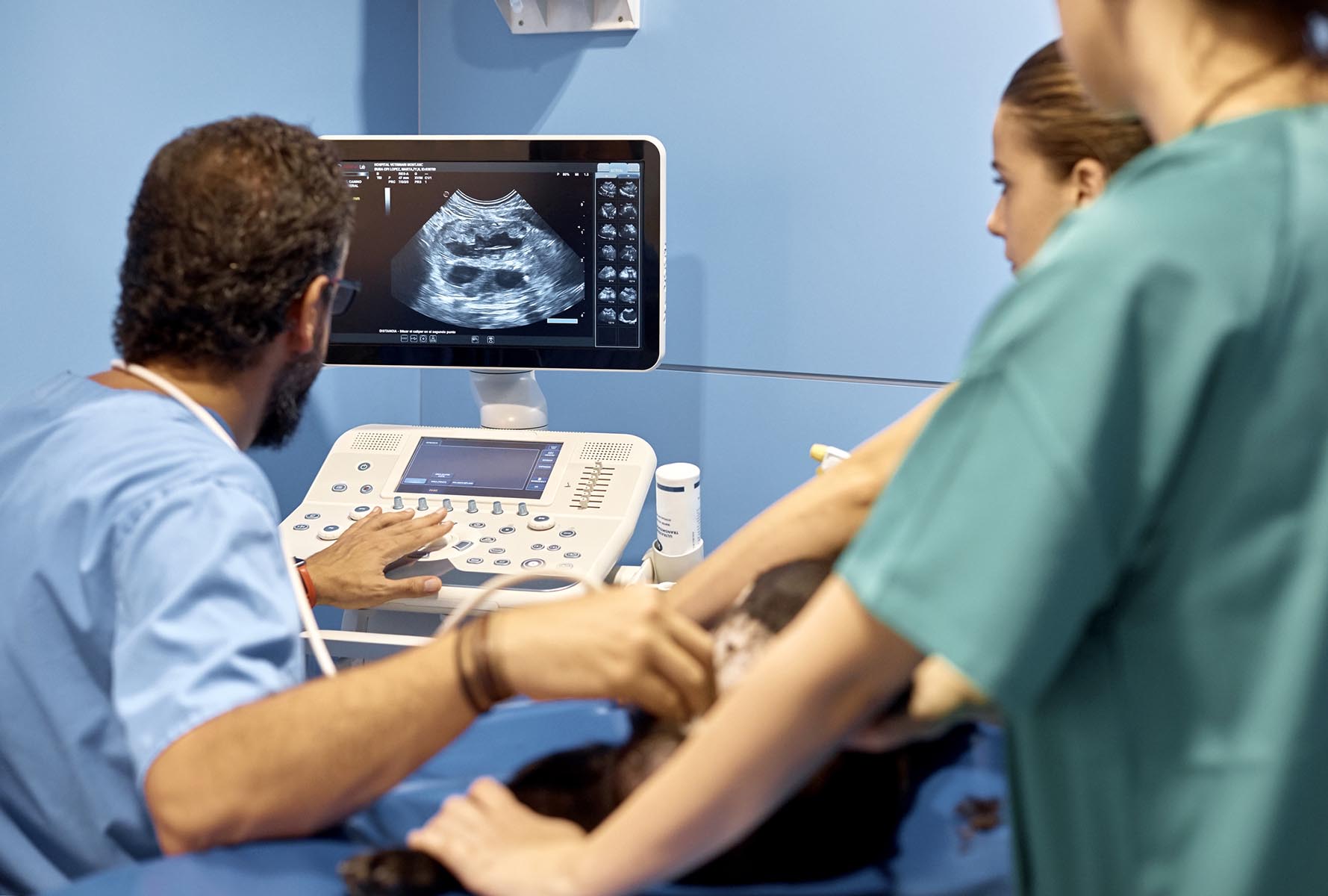 Pet Ultrasound in Cortlandt Manor, NY - Taconic Veterinary Center