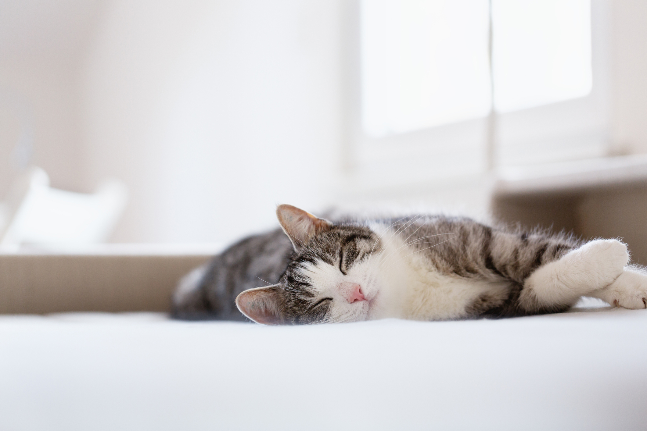 What Does Spaying a Cat Mean and What Are The Benefits? - Taconic ...
